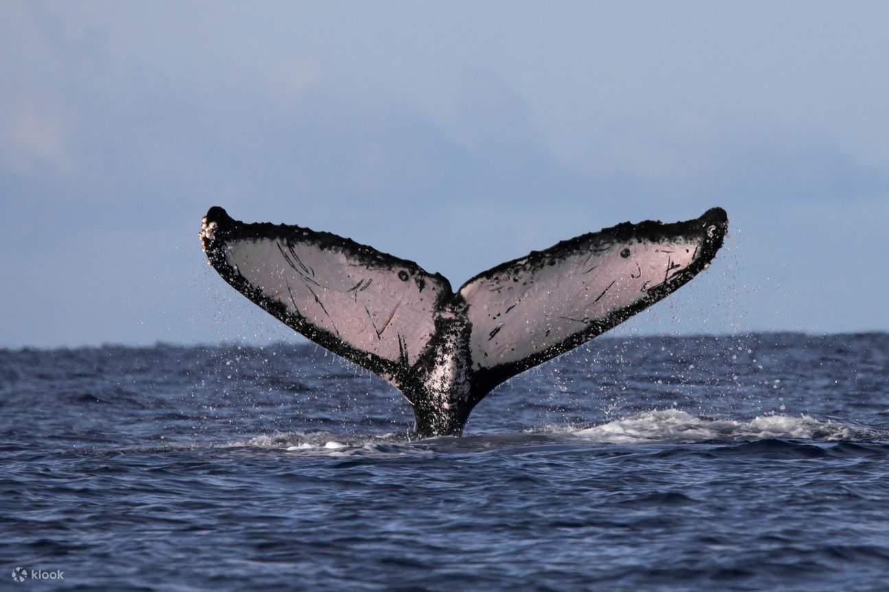 Classic Whale Watching Tour in Maui - Klook Estados Unidos