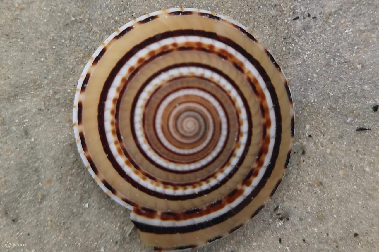 90 Minutes Beach and Tide Pool Walk in Desaru Walking Tour - Klook