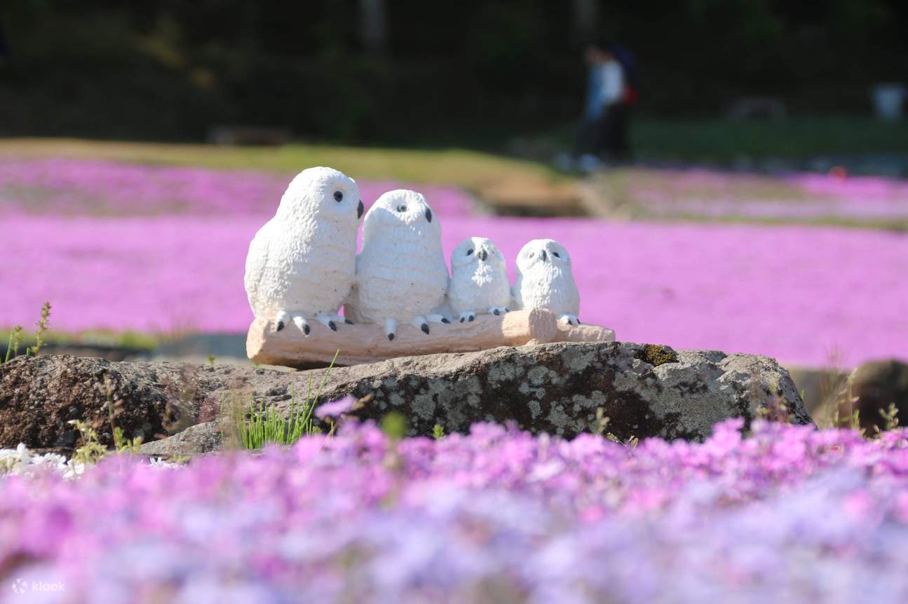 [One-day tour to Mount Fuji’s popular flower viewing spots] Oishi Park ...