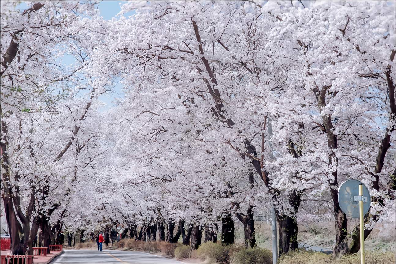 Eden Cherry Blossom & Nami Island & Alpaca World & Rail Bike Tour ...