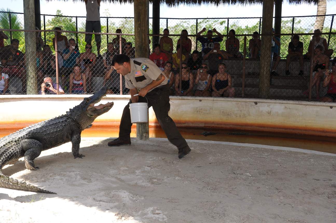 everglades airboat and wildlife show tour from miami - Klook United States