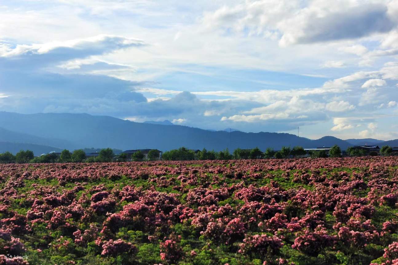 Yunnan Shangri-La Day Tour & Explore the Paradise on Earth (2~15 people ...