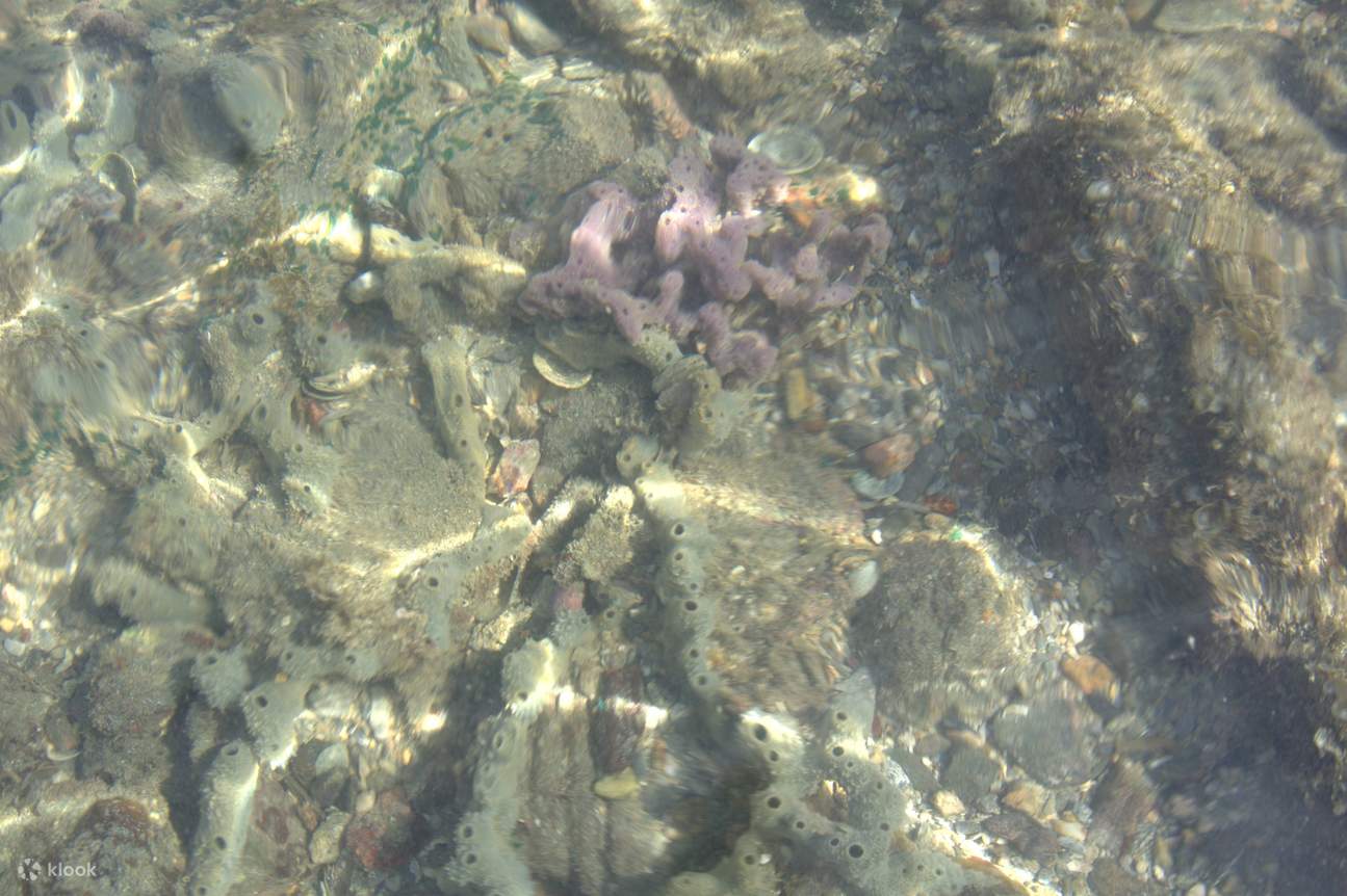 90 Minutes Beach and Tide Pool Walk in Desaru Walking Tour - Klook