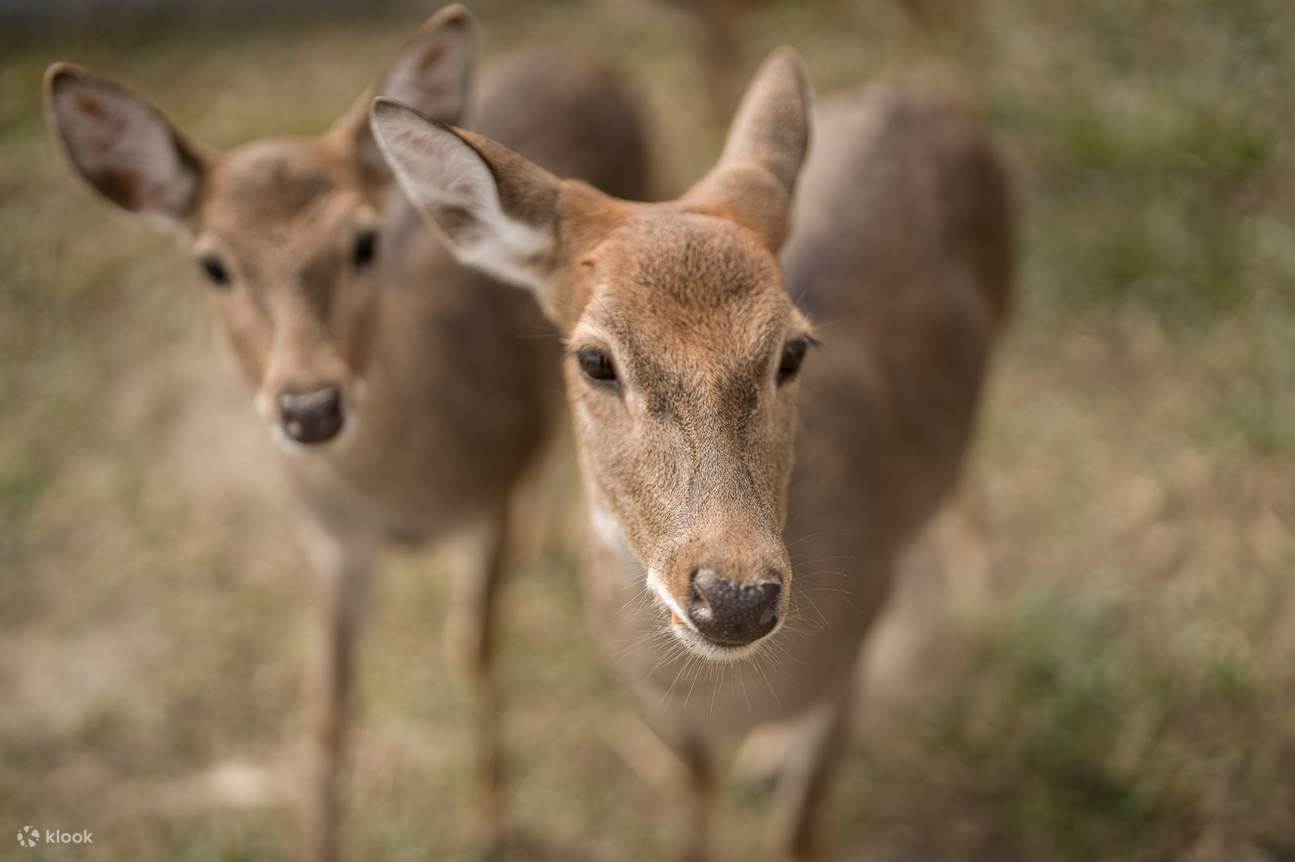 Kenting Deer Island Capybara Ecological Park Tickets - Klook Verenigde ...