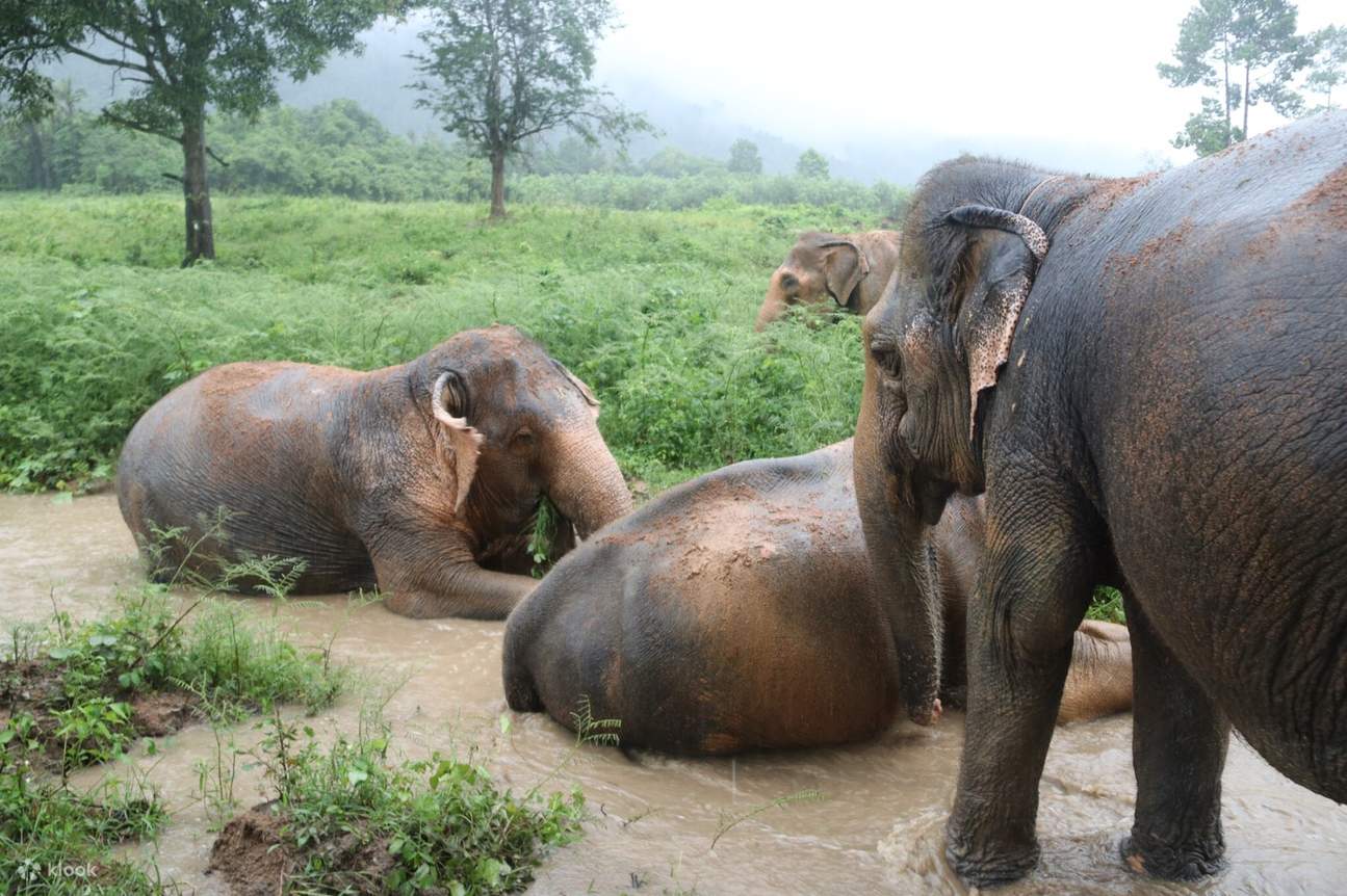Half Day Caring Elephant in Samui - Klook