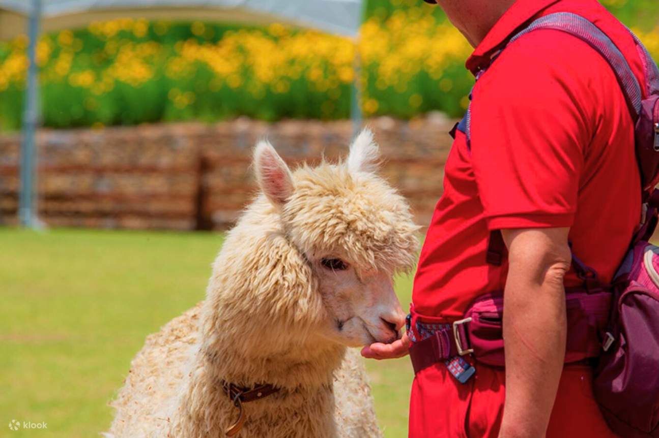 Alpaca Pasture, Nami Island, and The Garden of Morning Calm Day Tour ...