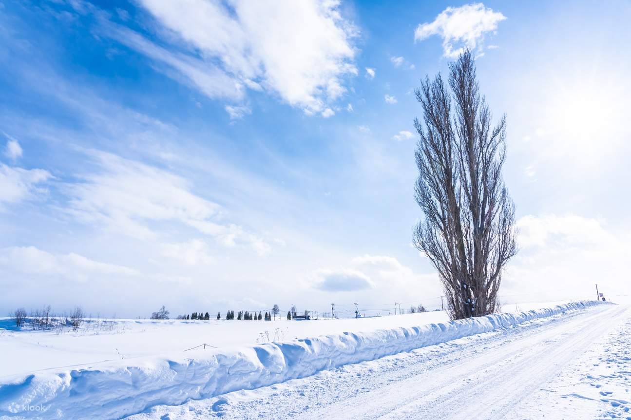 Hokkaido Asahikawa-Furano Day Trip | Asahikawa Zoo - Biei Instagram ...
