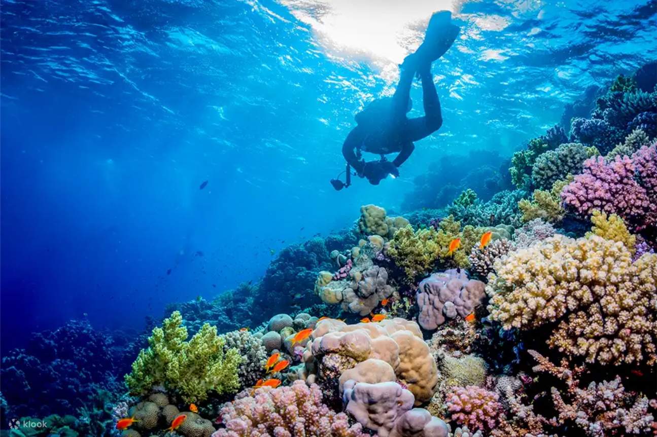 Goa: Scuba Diving Adventure In Grand Island - Klook Canada