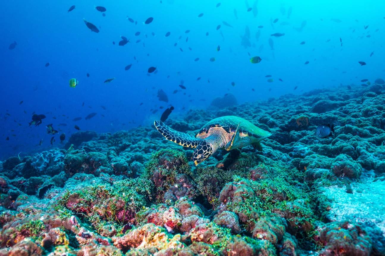 Full Day Bimini Cruise Tour from Fort Lauderdale - Klook