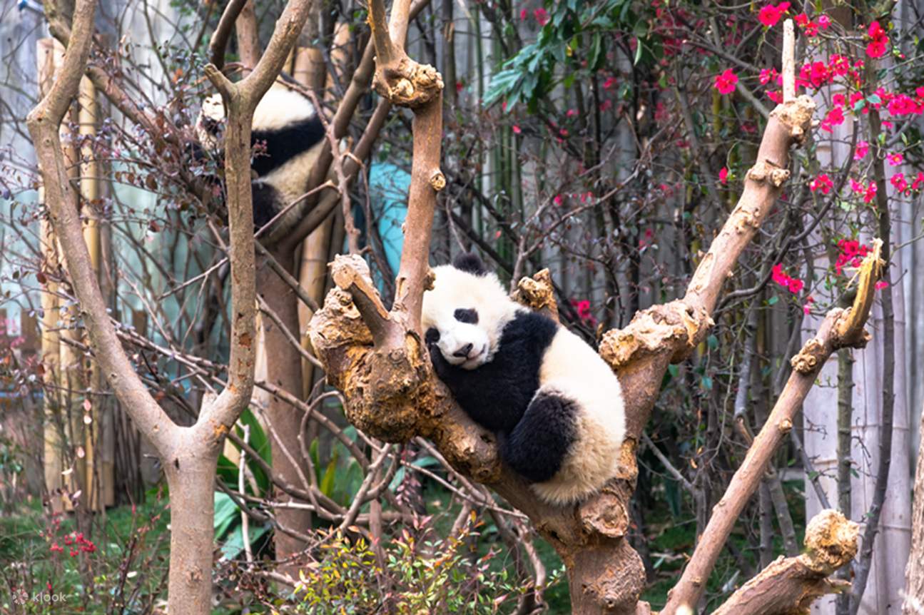 Chengdu Panda Base & Leshan Giant Buddha One Day Join-in Group Tour ...