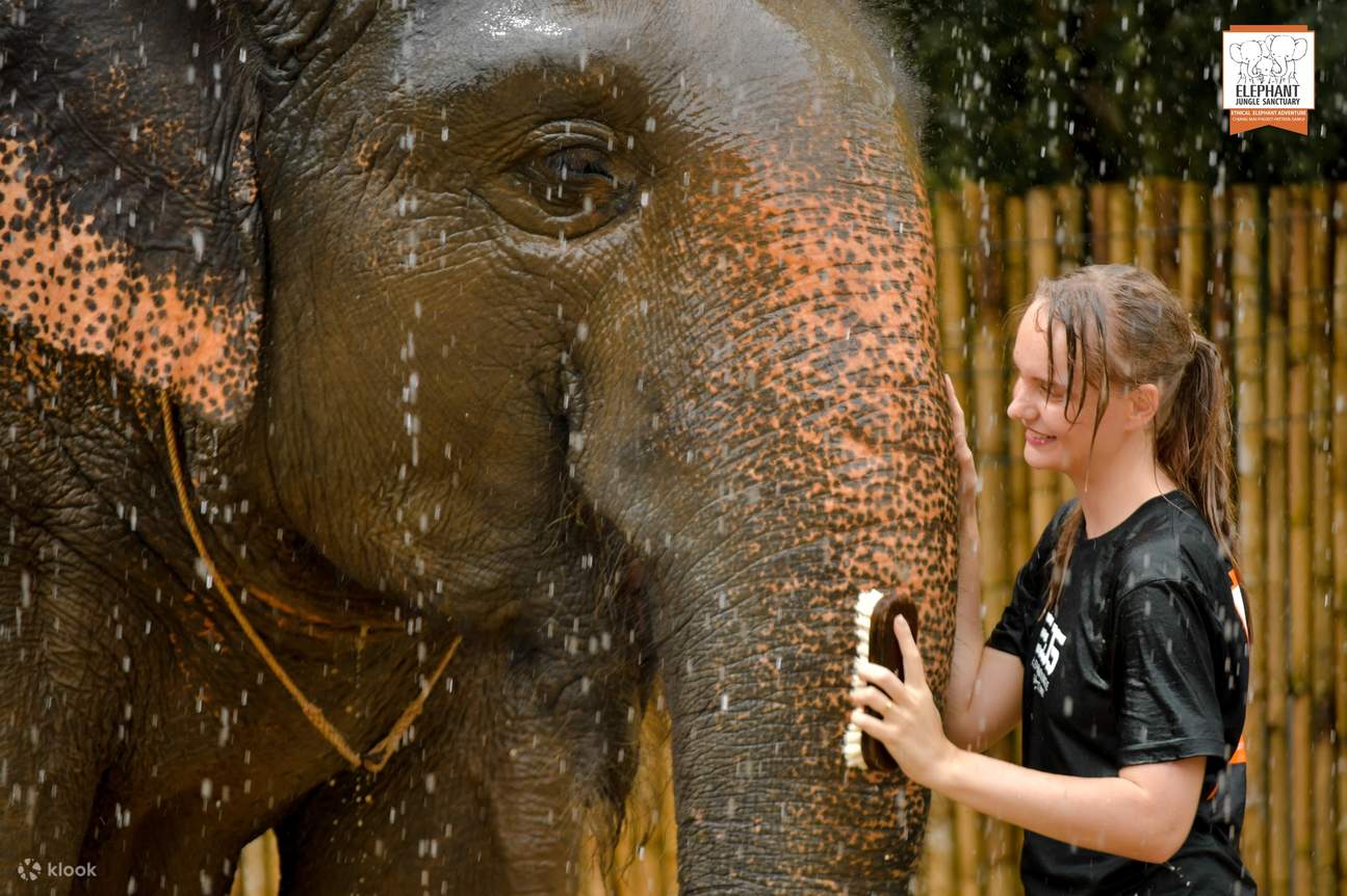 Half Day Visit to Elephant Jungle Sanctuary Phuket - Klook