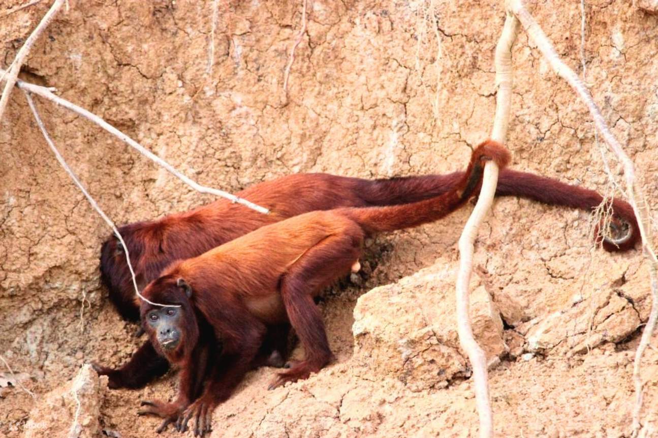 Immerse in Nature: 6 Days Manu Reserved Zone Tour for Unforgettable ...