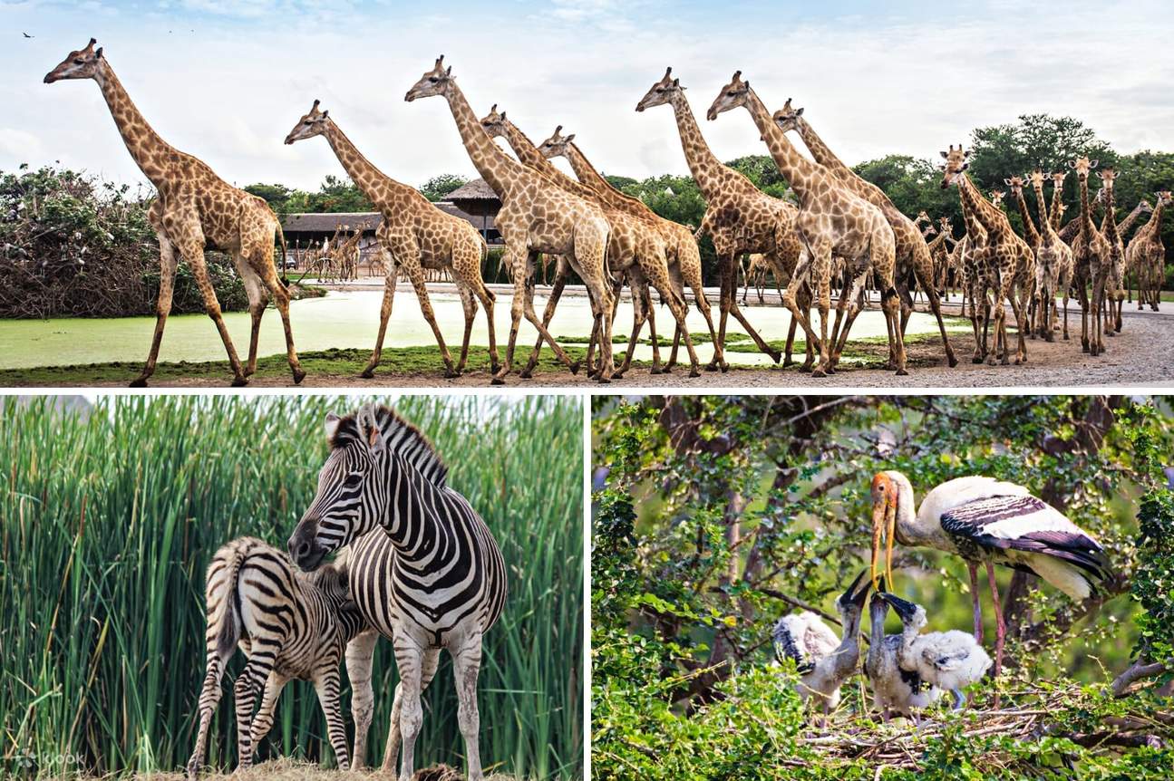 Safari World and Chocolate Ville Day Trip, Thailand - Klook United Kingdom