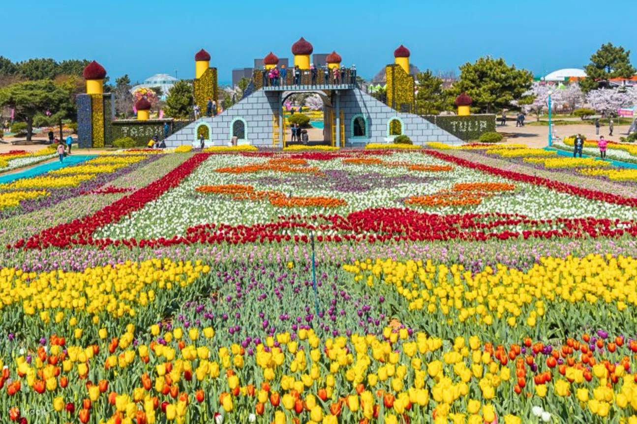 Taean Tulip Festival, Sky Bike, and Anmyeondo Island Seaside Day Tour ...