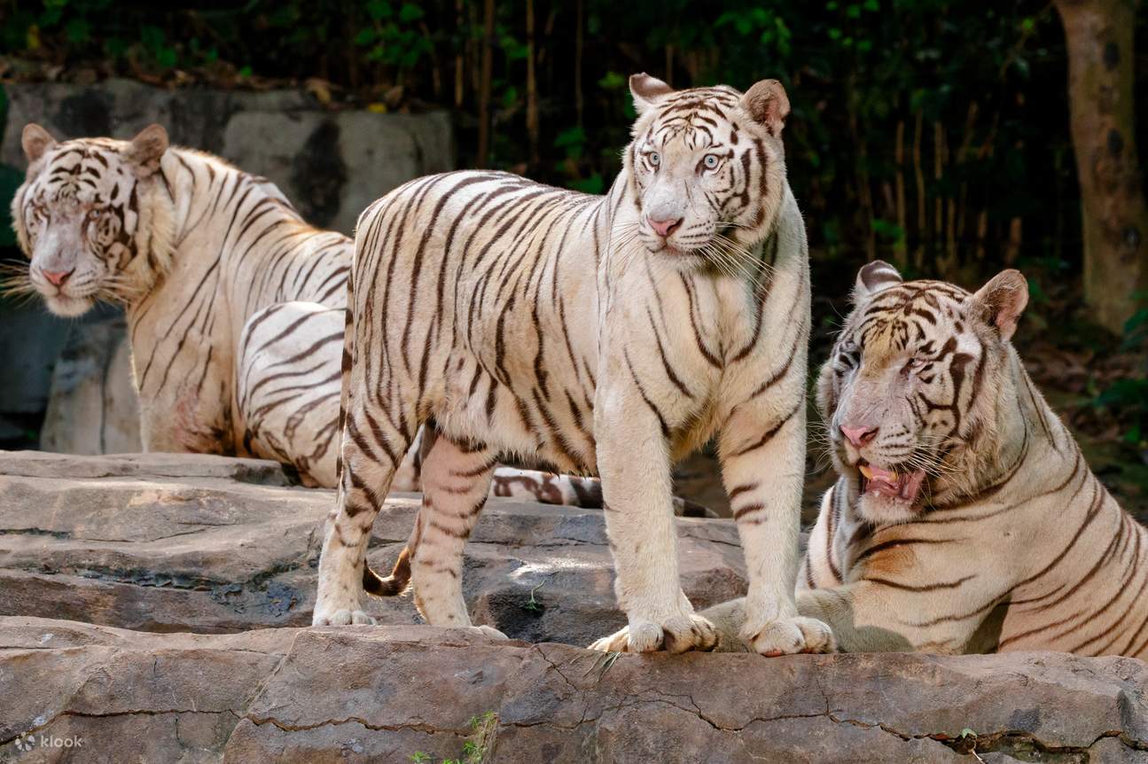 Book Chimelong Safari Park Guangzhou Tour - Klook