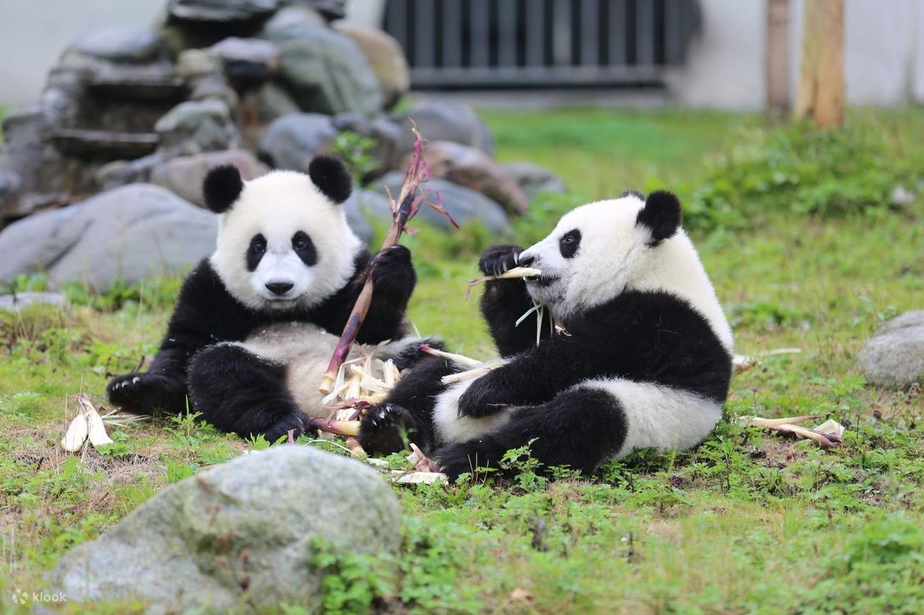 Chengdu Giant Panda Base Dujiangyan Private Day Tour - Klook New Zealand