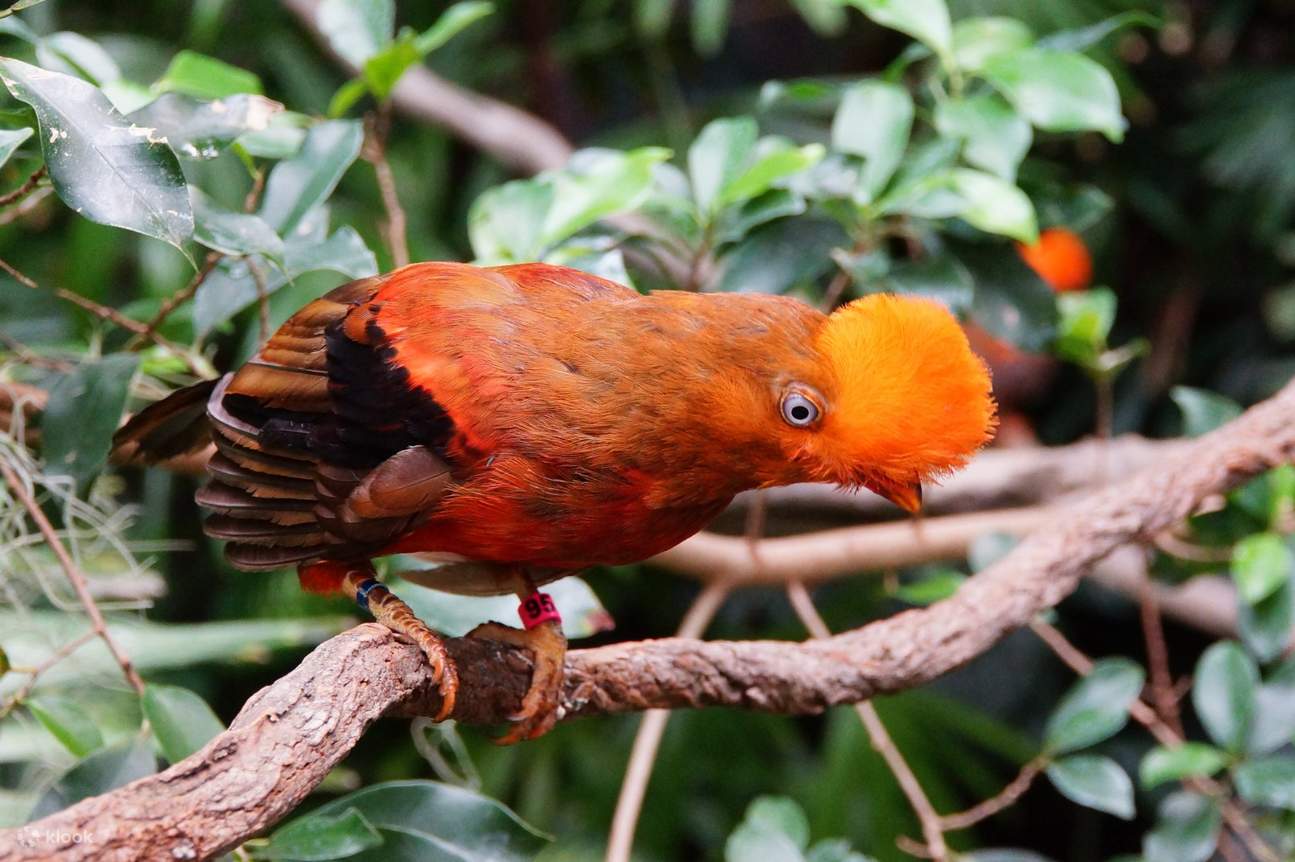 Embark on a Thrilling 5-Day Manu National Park Tour: Explore the Amazon ...