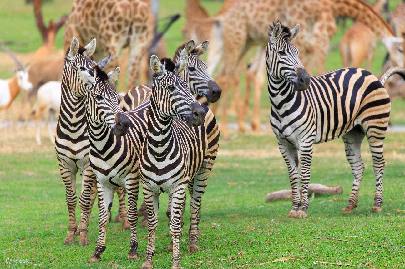 Book Chimelong Safari Park Guangzhou Tour - Klook Hong Kong