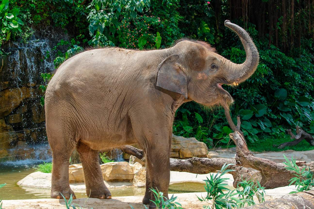 Book Chimelong Safari Park Guangzhou Tour - Klook Malaysia