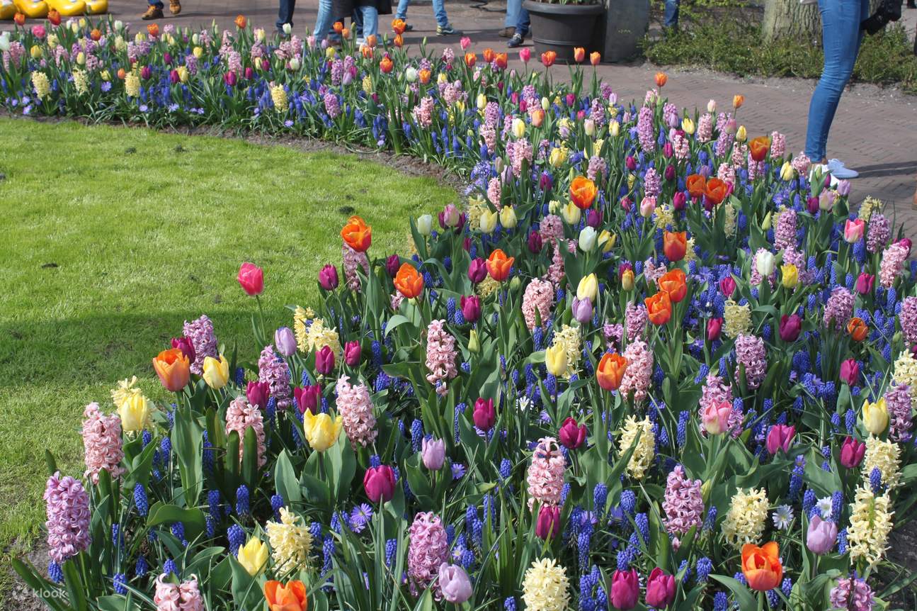 Tulip Tour Keukenhof dan City Tour Delft | Terokai Padang Tulip yang ...