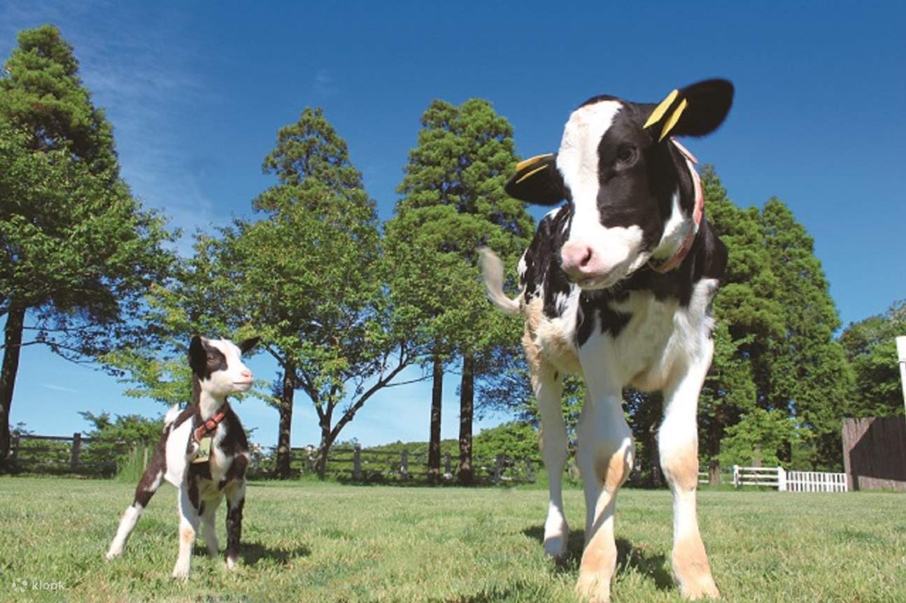 Narita Dream Dairy Farm Ticket, Japan - Klook