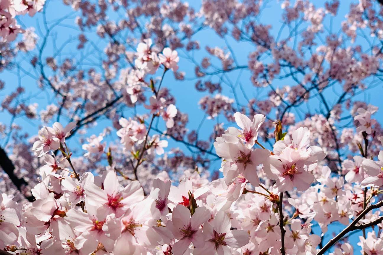 Takato Castle Park and Ena Gorge Cherry Blossom Viewing Day Bus Tour ...