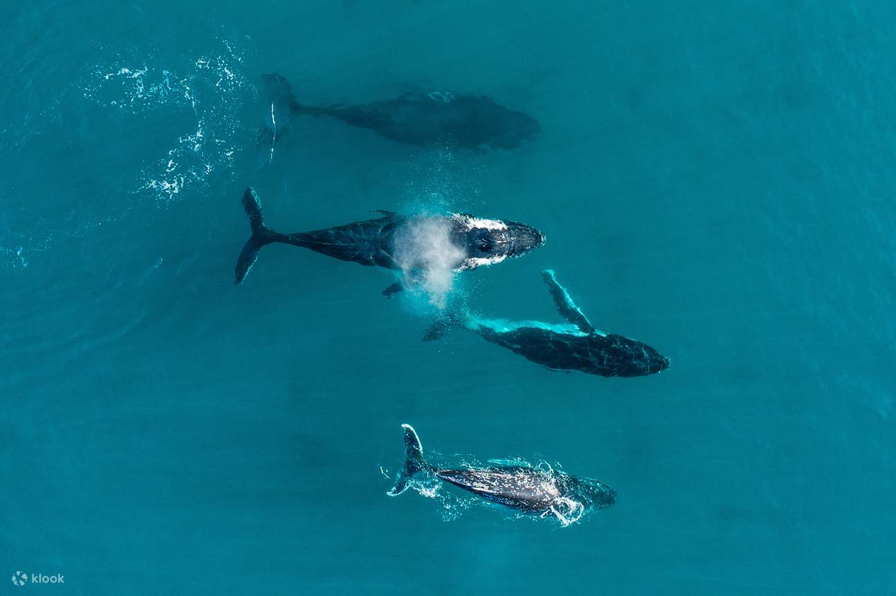 Wildlife Park, Winery & Dolphin Cruise - VIP Small Group Tour - Klook ...