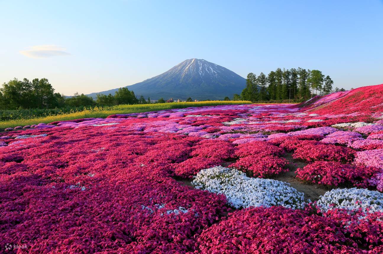 Departing from Sapporo｜Niseko Lake Toya cherry blossom viewing and ...