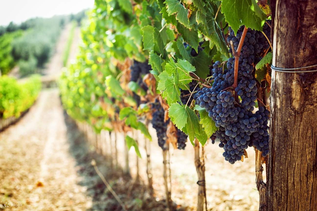 Chianti Half-Day Wine Tasting Tour - Klook Australia