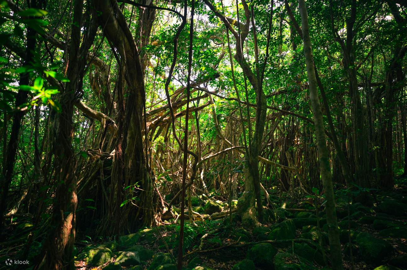 YAKUZARU Sightseeing Bus: Yakushima Island Full Day Tour - Klook