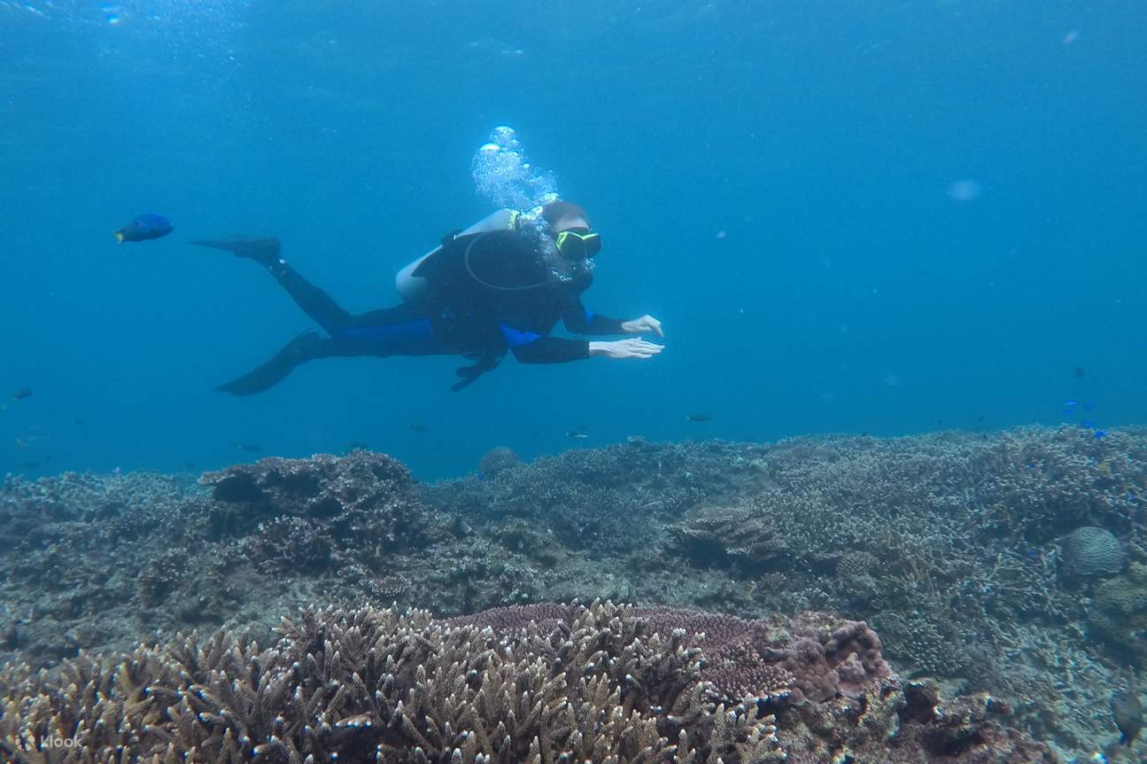 Penghu Diving: Love Ocean Workshop Coral Ocean Garden - Experience ...