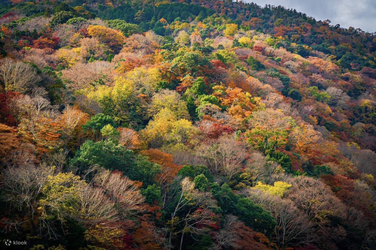 [Autumn Limited] Kyushu Saga Maple Viewing Day Tour | Dazaifu + Kyu-nen ...