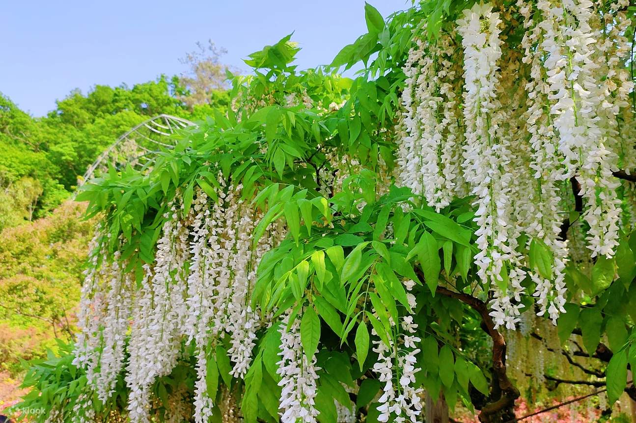 Ibaraki｜National Hitachi Seaside Park Pink Butterfly & Ashikaga Flower ...