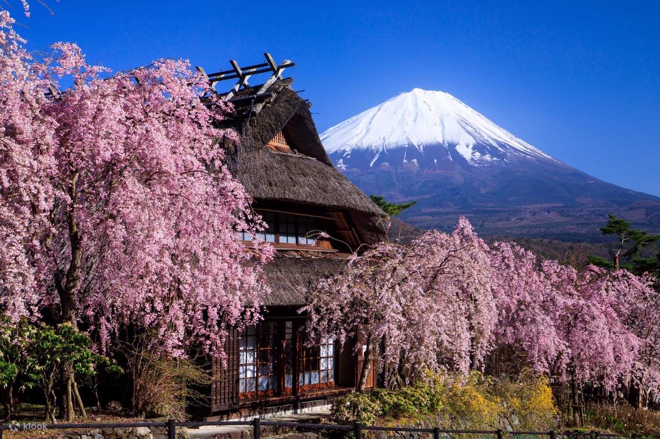 Muslim Friendly Mt. Fuji Day Tour dengan Makan Siang Halal & Waktu ...