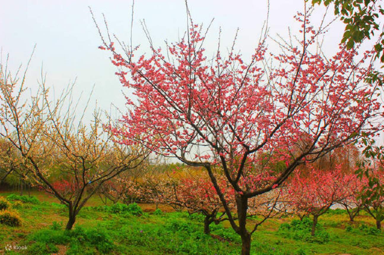 Shanghai Haiwan National Forest Park - Klook Australia