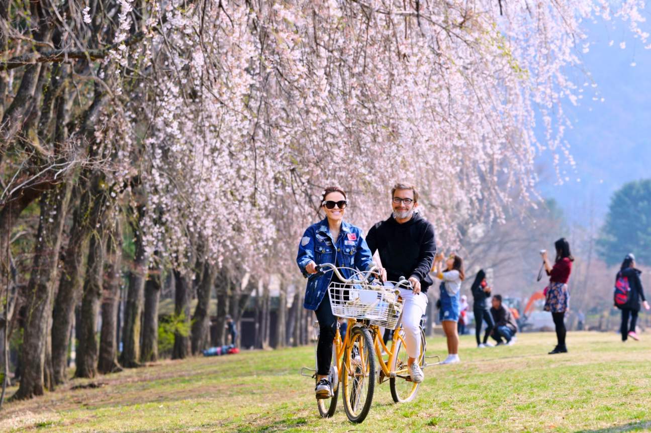 Alpaca Pasture, Nami Island, and The Garden of Morning Calm Day Tour ...