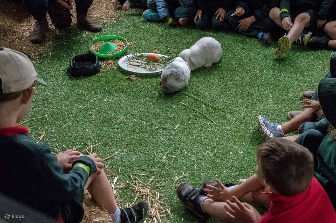 Farm Animals and Tour in Brisbane - Klook