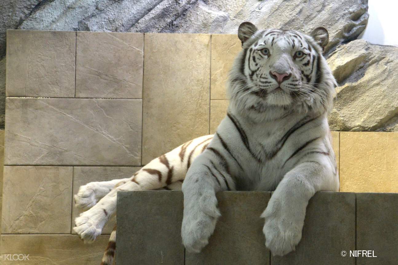 Interact with Majestic Animals in this NIFREL Interactive Aquazoo E-Ticket in Osaka - Klook