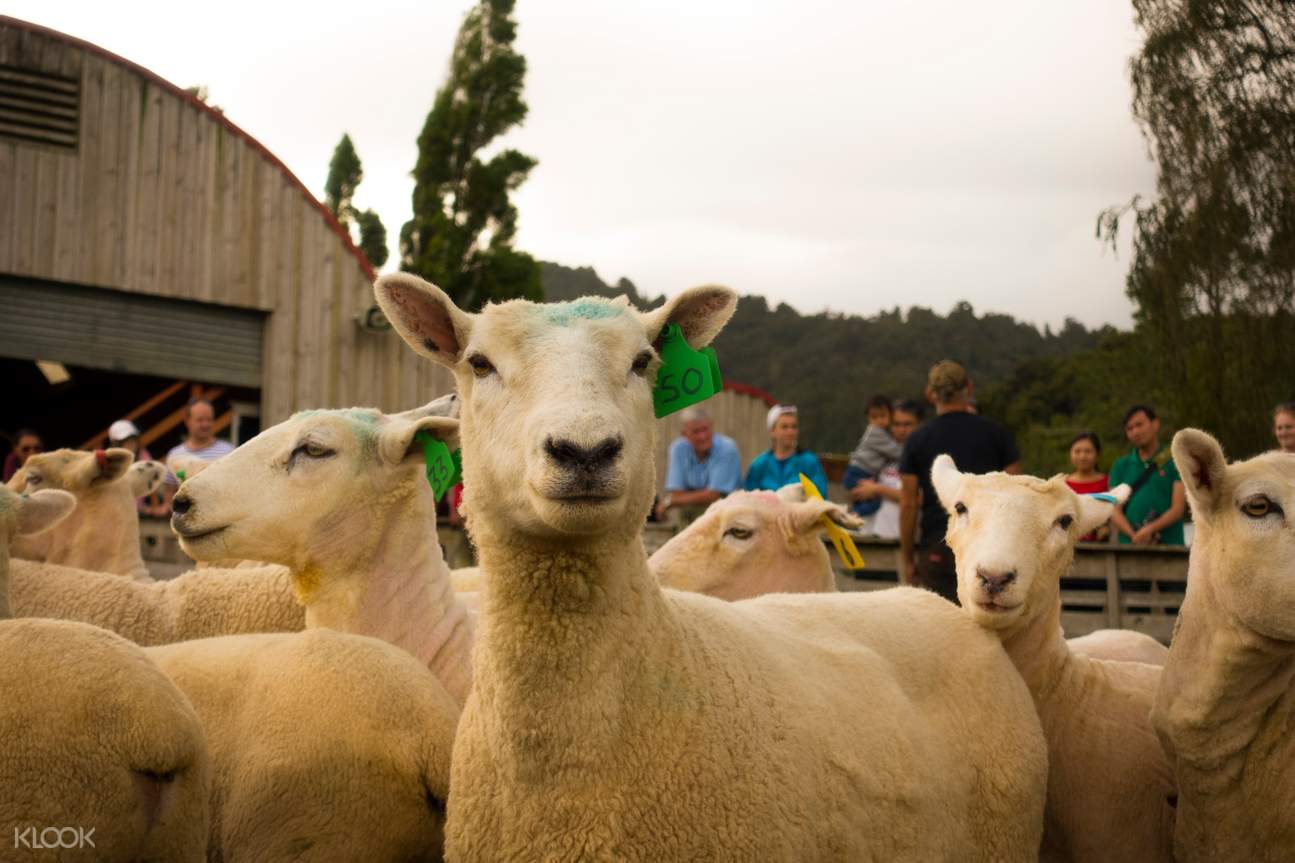 SheepWorld Admission Ticket in Auckland, New Zealand - Klook Singapore