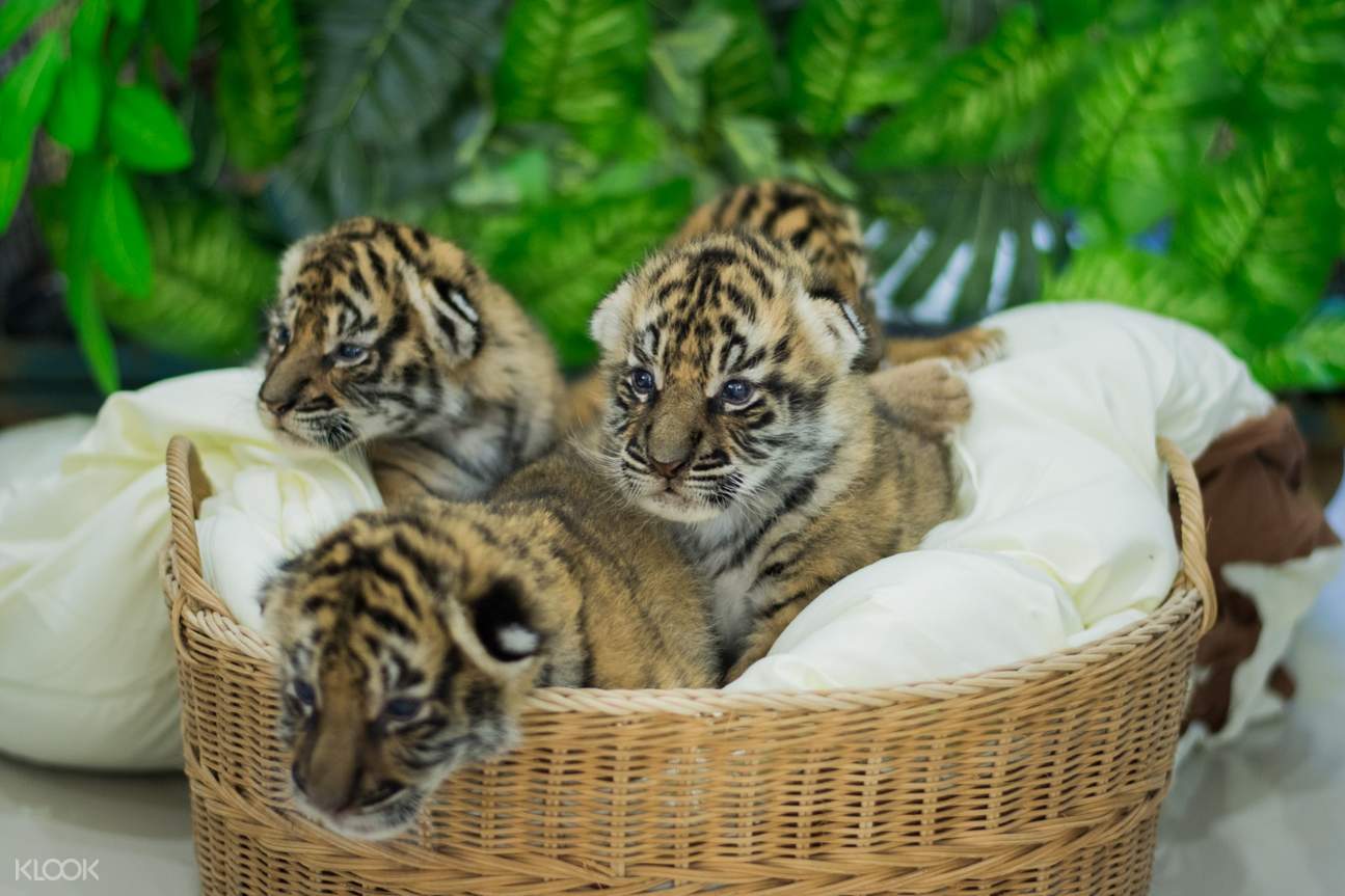 Up to 30% Off | Tiger Kingdom Ticket in Chiang Mai with Transfers ...
