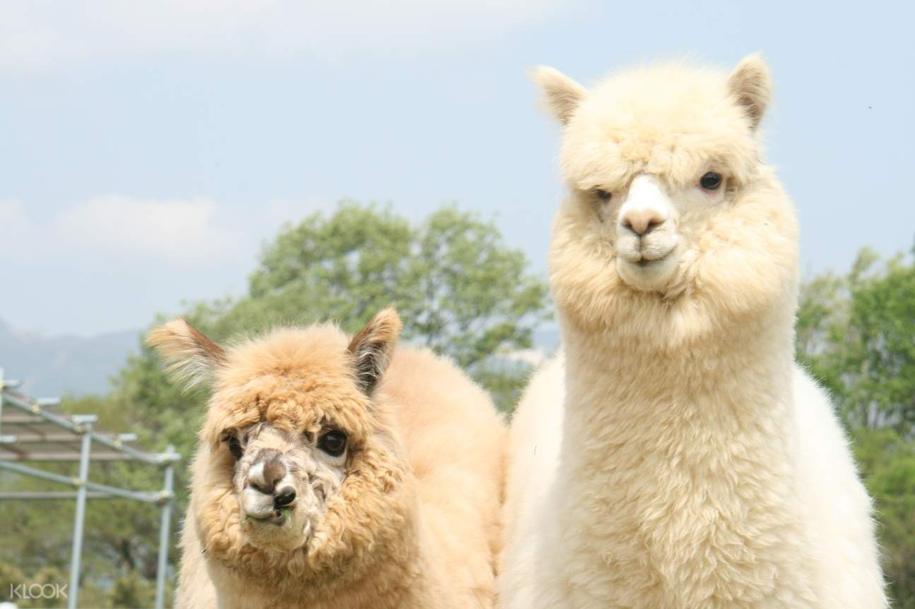 Nasu Alpaca Farm Admission Ticket - Klook Malaysia