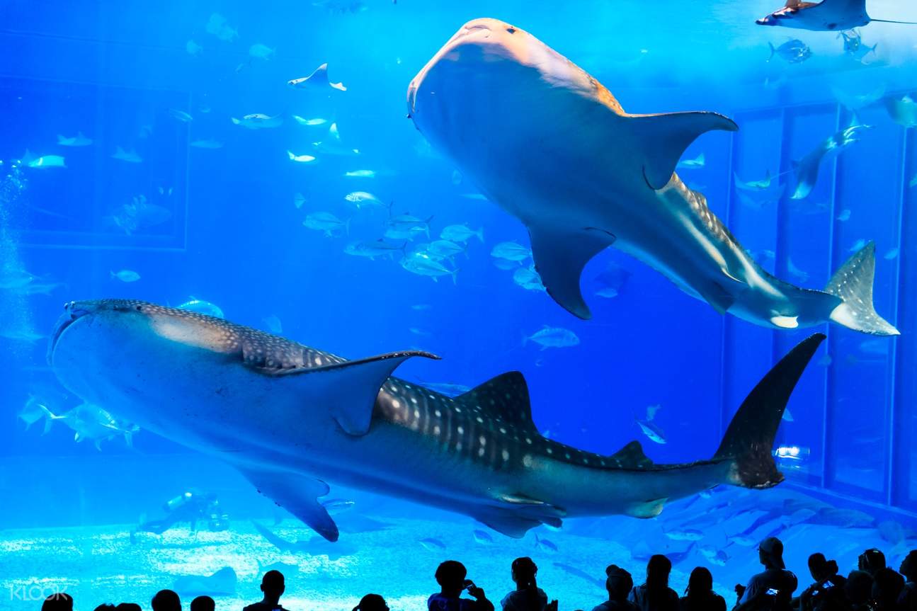 日本冲绳万座毛 And 美丽海水族馆 And 古宇利岛一日游 Klook客路 中国