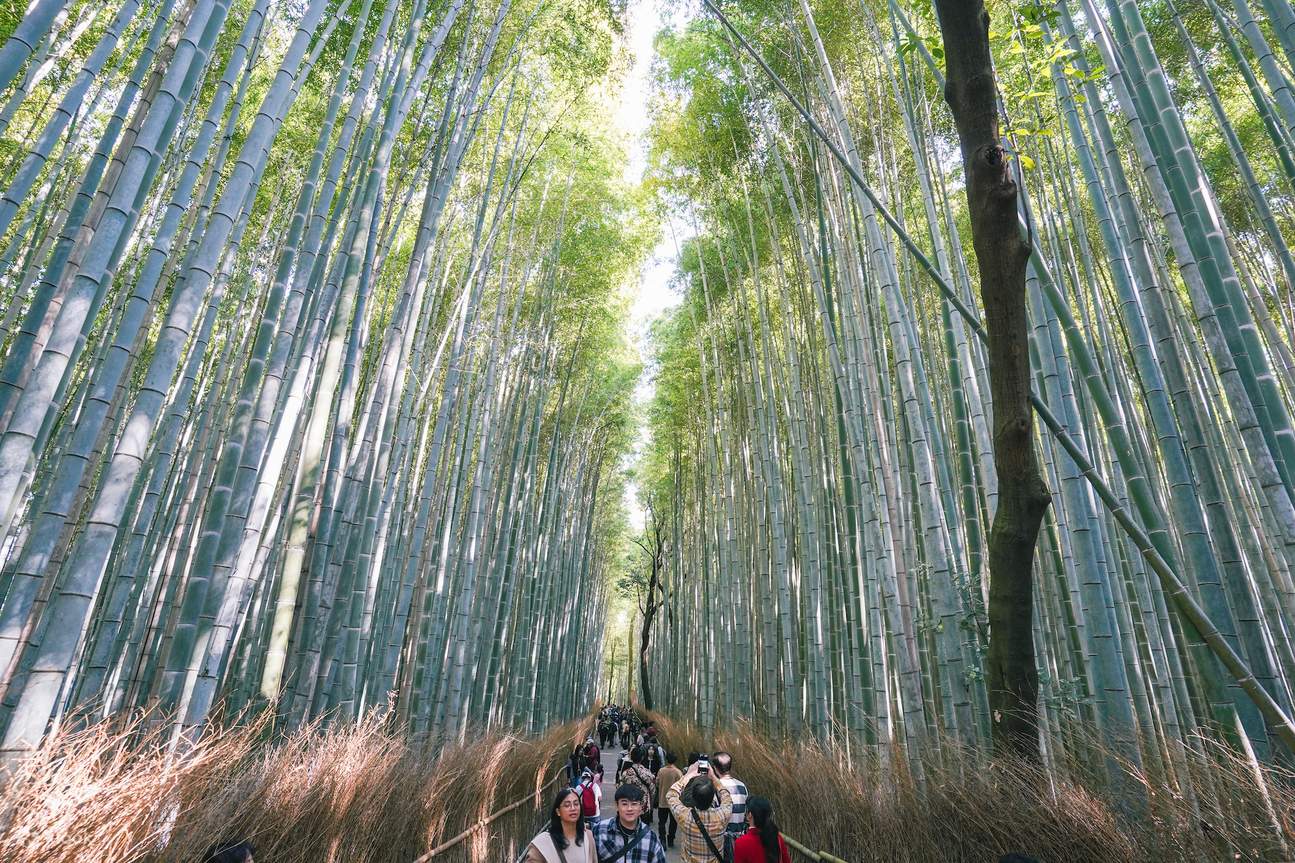 Kyoto Arashiyama Bamboo Forest & Garden Half Day Walking Tour - Klook