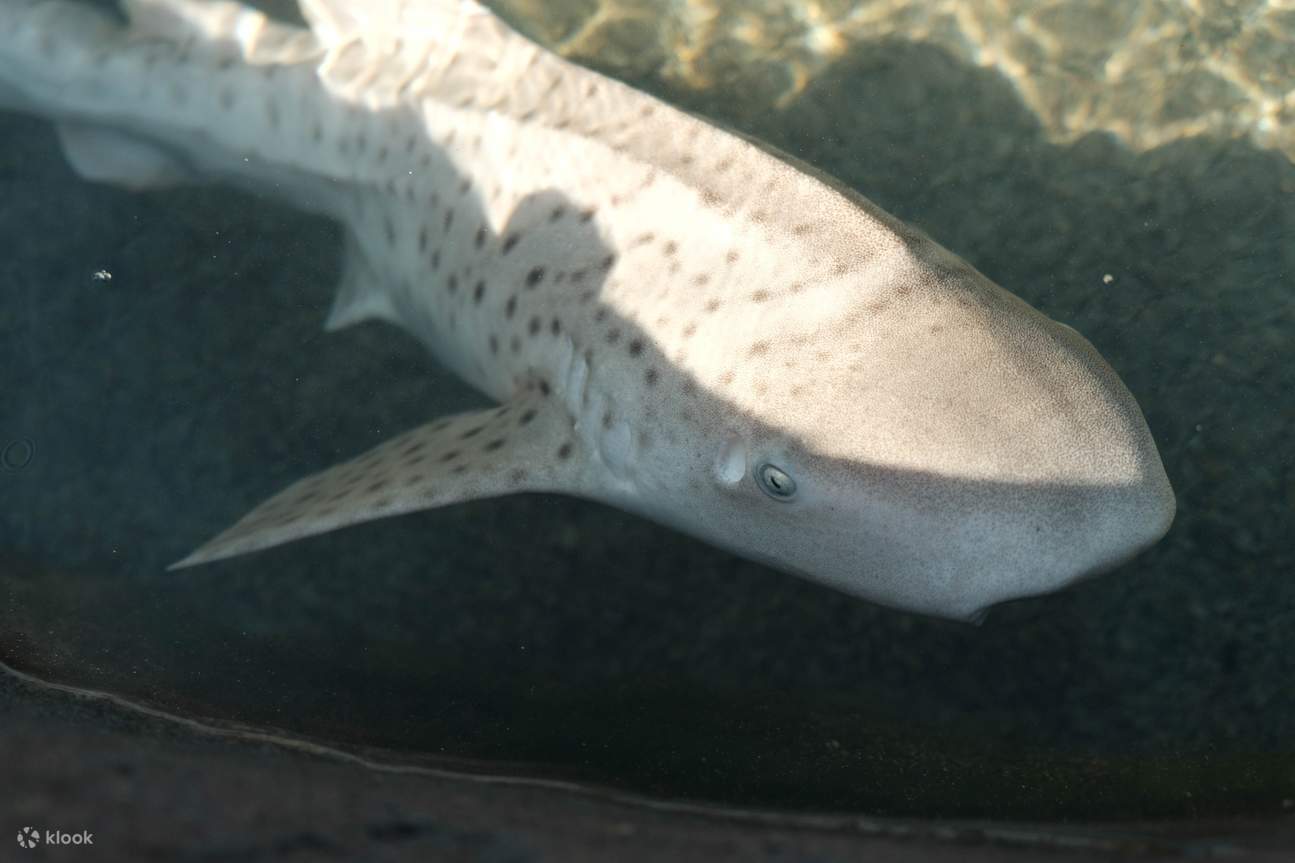 Boleto para encuentros con tiburones y rayas Irukandji en Port Stephens ...