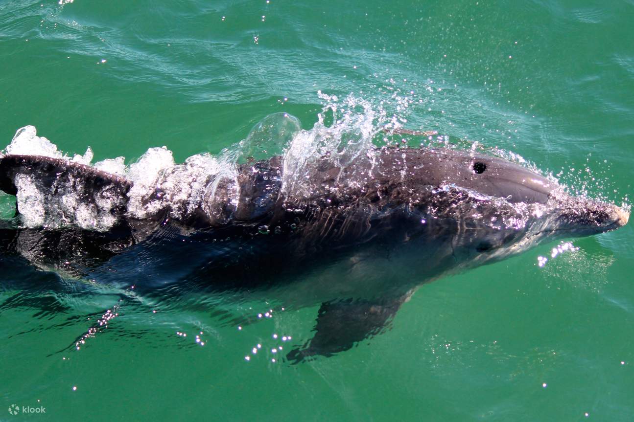 Crucero de avistamiento de ballenas y delfines de 3 horas en Port ...