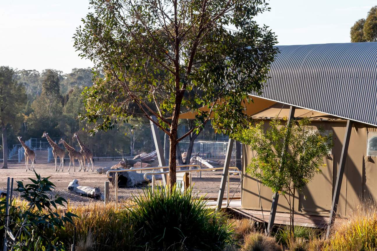 Taronga Western Plains Zoo Admission Ticket in Dubbo - Klook Australia