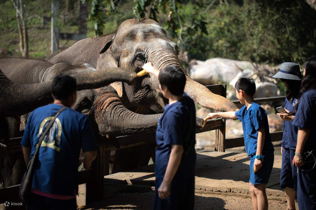 Chiang Mai: Hug Chang Maetaeng Elephant Park with Private Transfer ...