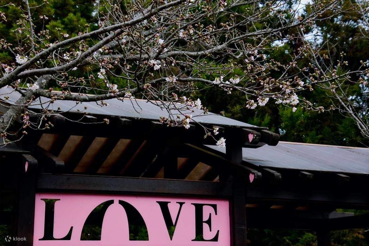 Fushoushan Cherry Blossom Garden & Lishan One-day Tour (Taichung City ...