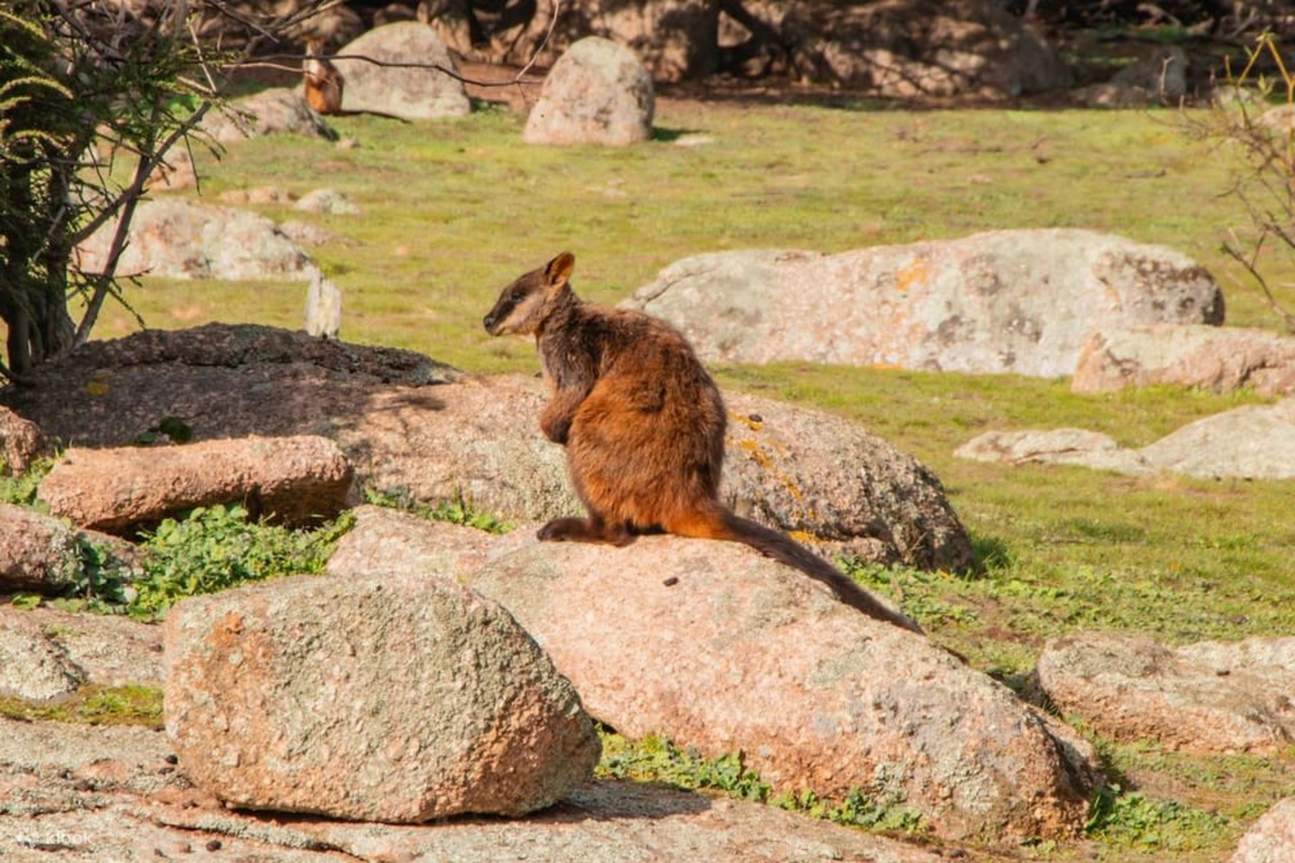 Melbourne Environmental Impact Day Trip - Klook India