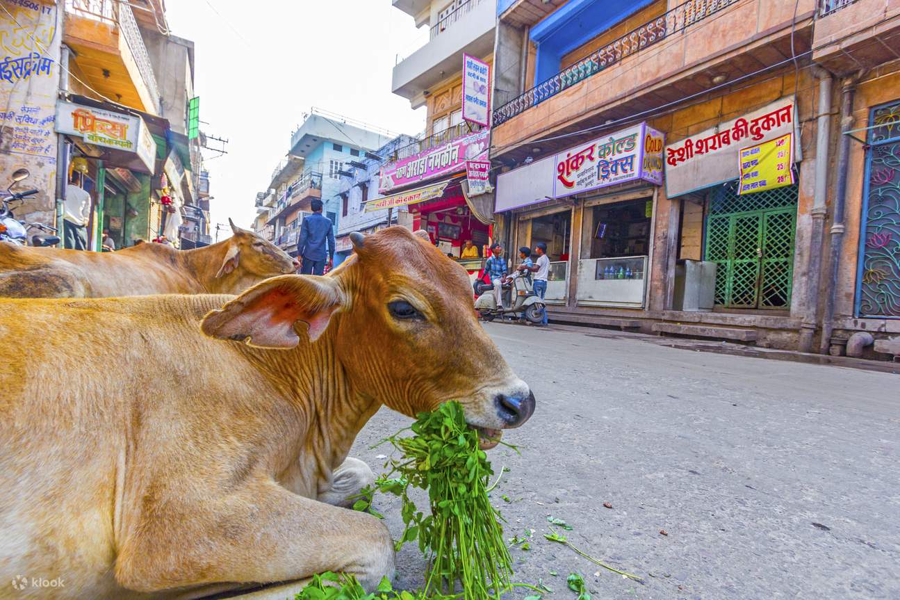 Escursione di un giorno intero a Mumbai da/per il porto - Klook Stati Uniti